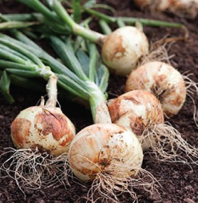 White Sweet Spanish, Onion Seeds | Urban Farmer