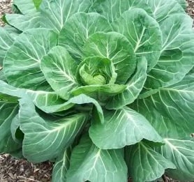 Georgia Southern, Collard Seeds | Urban Farmer