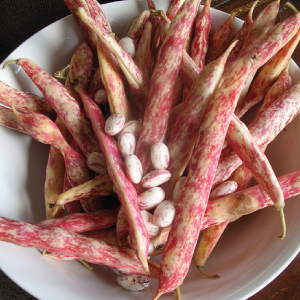 Vermont Cranberry Shell, Bean Seeds | Urban Farmer
