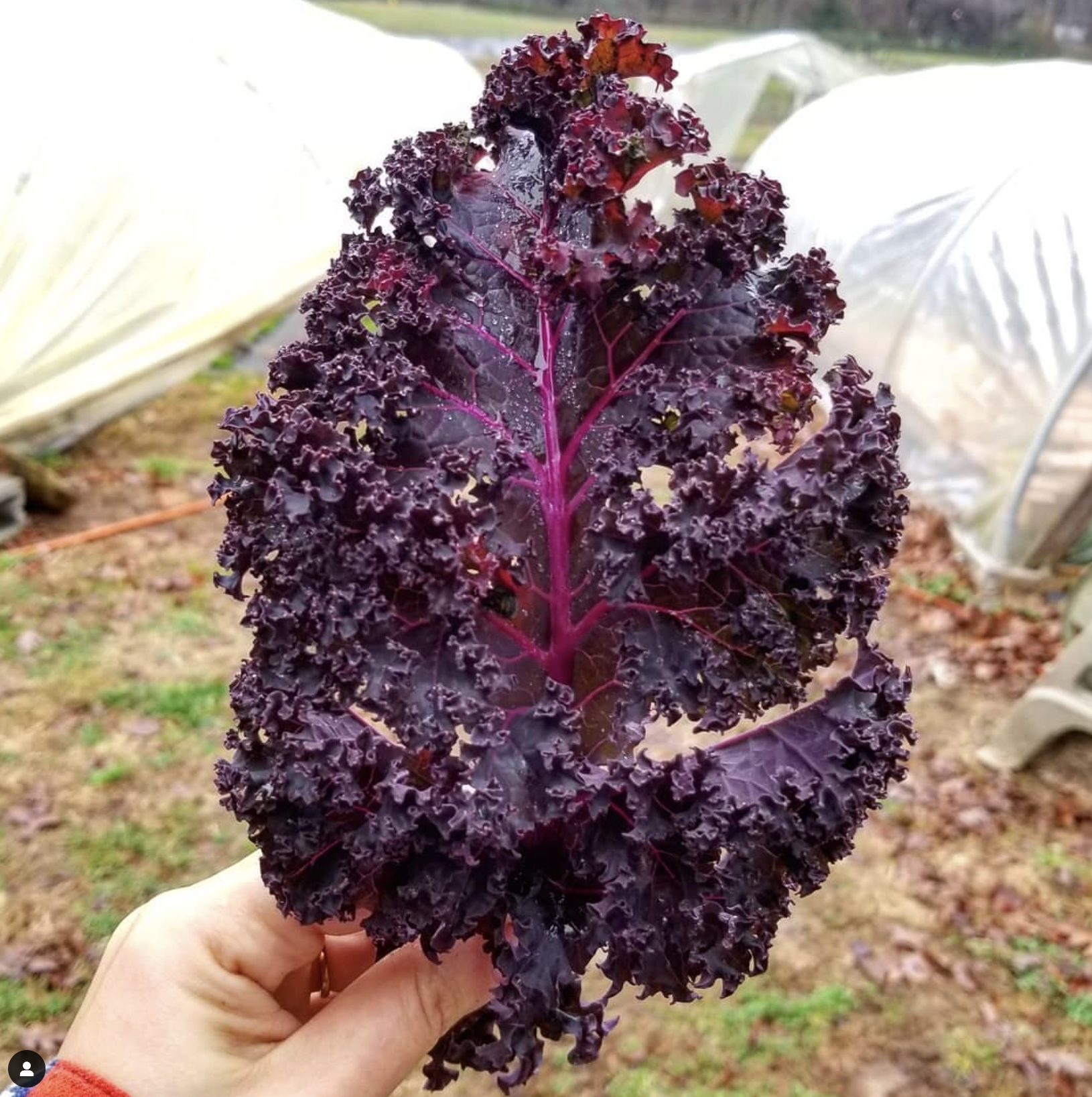Redbor, (F1) Kale Seed | Urban Farmer