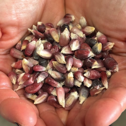 corn seeds
