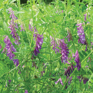Hairy Vetch, Legumes | Urban Farmer