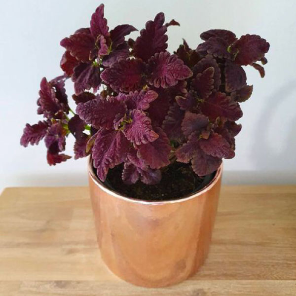 Black Dragon, Coleus Seeds | Urban Farmer