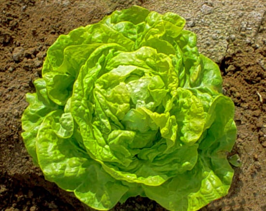 White Boston, Lettuce Seeds | Urban Farmer
