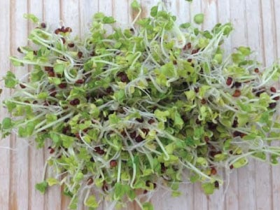 Broccoli, Sprout Seeds | Urban Farmer