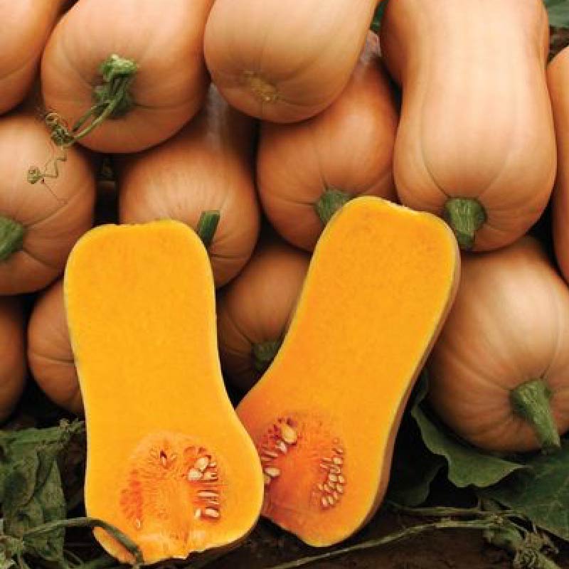 Little Dipper, (F1) Squash Seeds | Urban Farmer