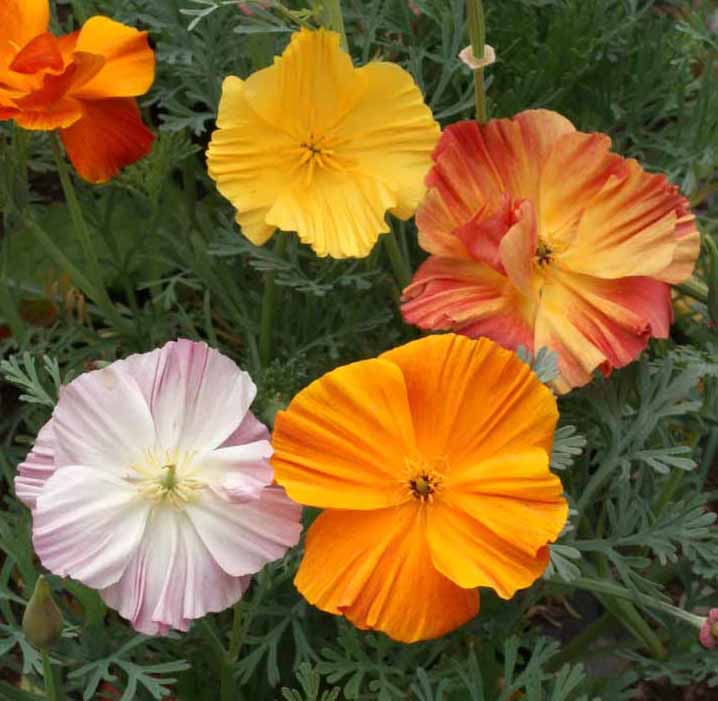 Ballerina Mix, Poppy Seeds | Urban Farmer