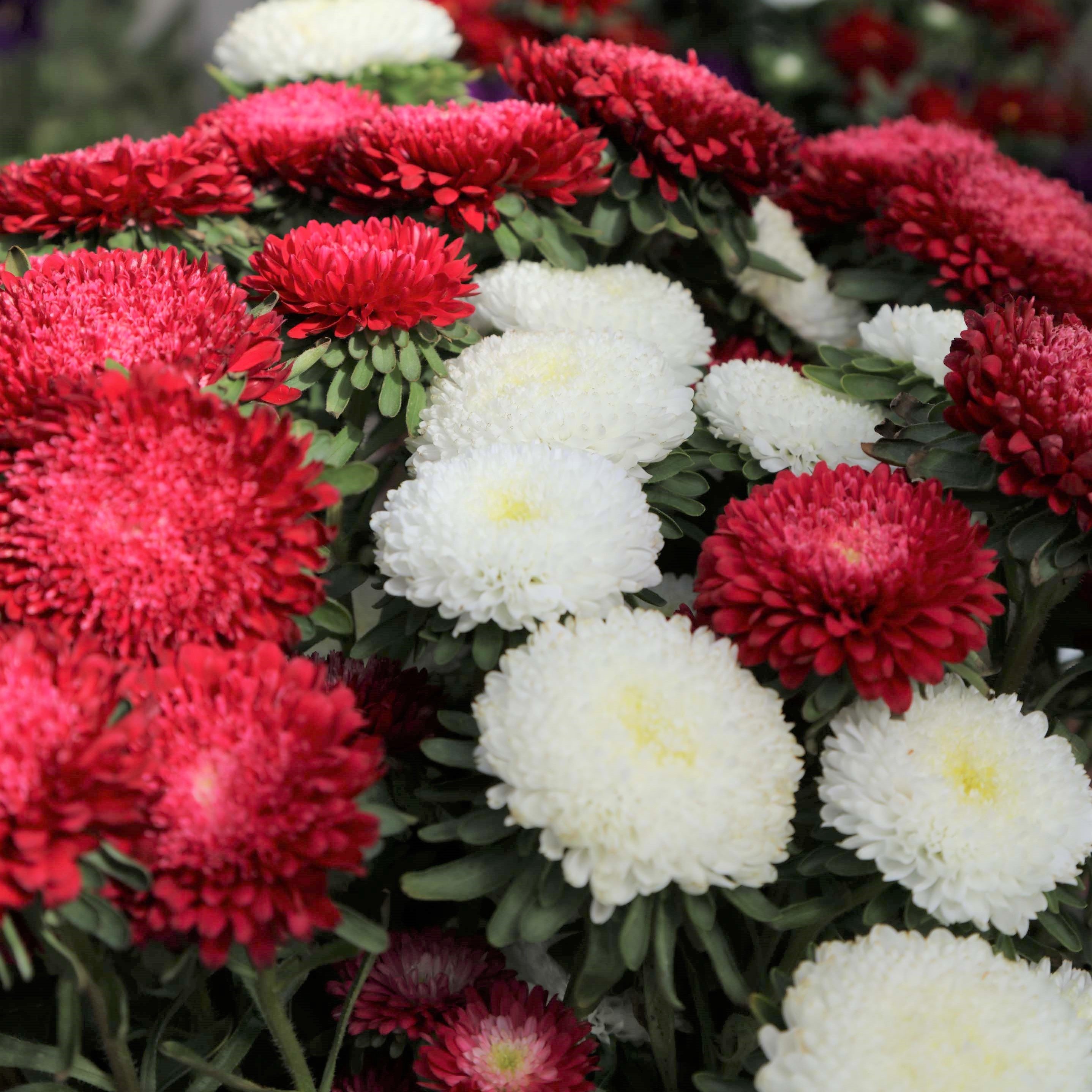 Bonita Mix, Aster Seeds | Urban Farmer
