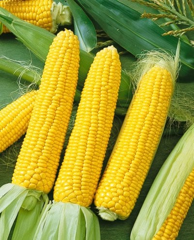 Honey Select Sweet, (F1) Corn Seed | Urban Farmer