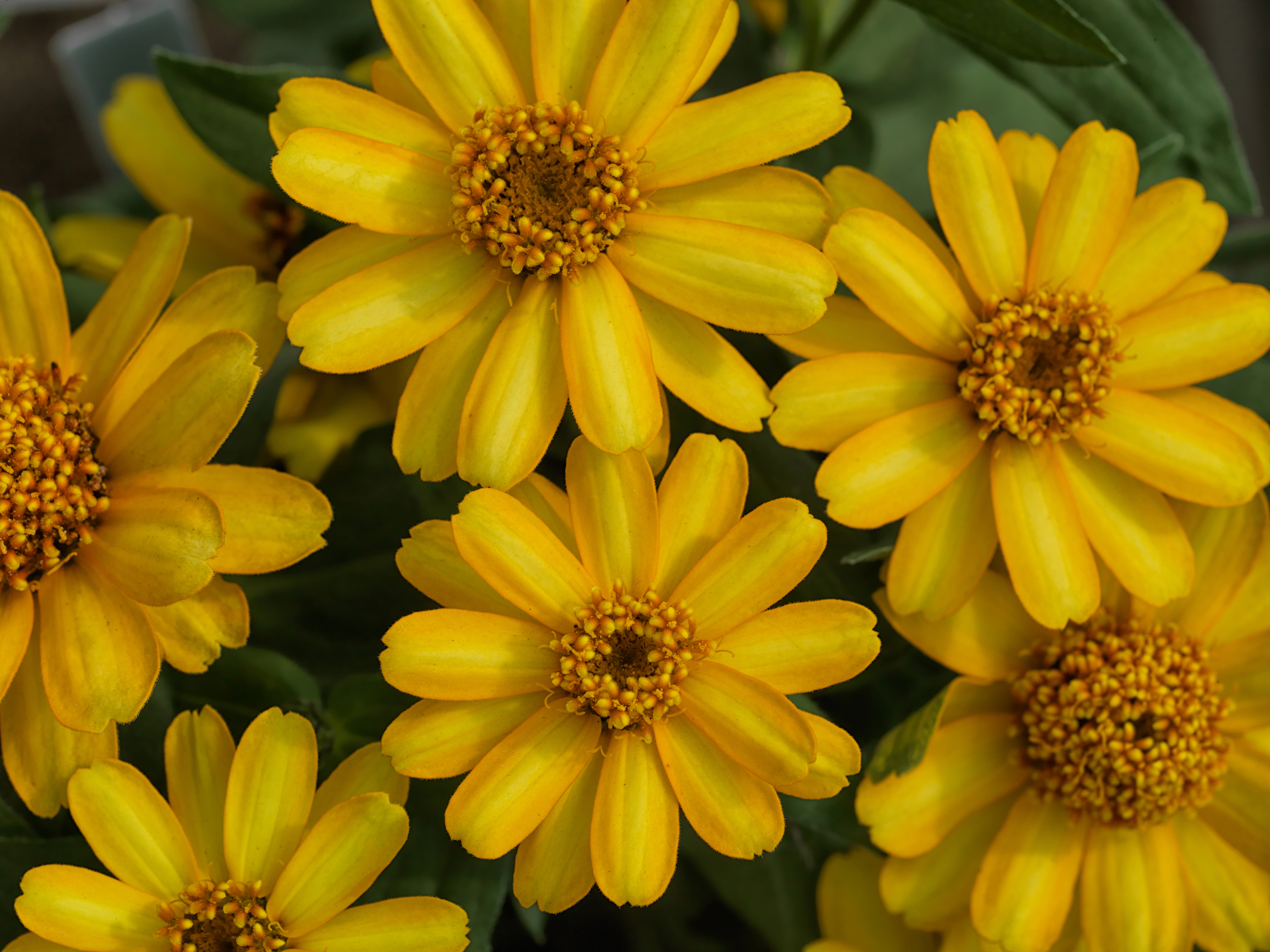 Yellow Profusion, Zinnia Seeds | Urban Farmer
