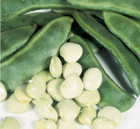 Henderson, Bean Seeds | Urban Farmer