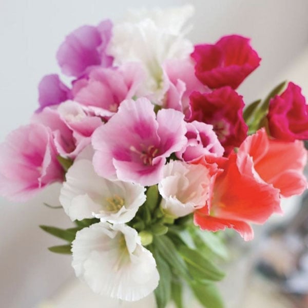 Grace Mix, (F1) Clarkia Seed | Urban Farmer