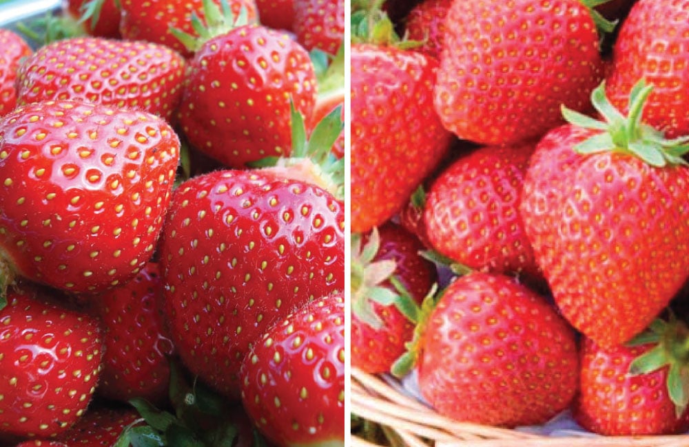 Collection Mix, Strawberry Plants | Urban Farmer