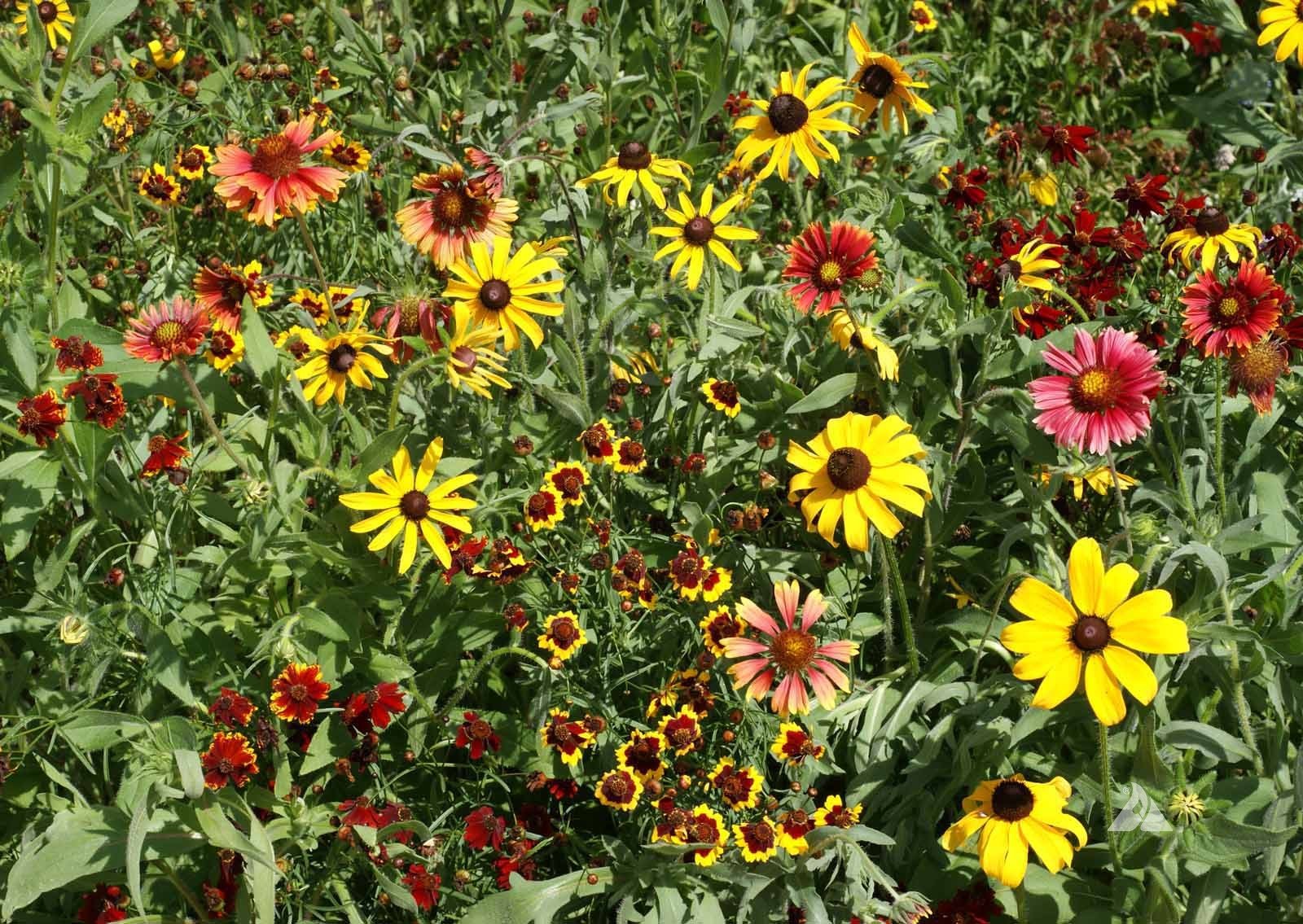 Short Prairie Blend, Wildflower Seed | Urban Farmer