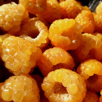 Fall Gold, Raspberry Plants | Urban Farmer