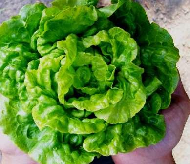 Tom Thumb, Lettuce Seeds | Urban Farmer