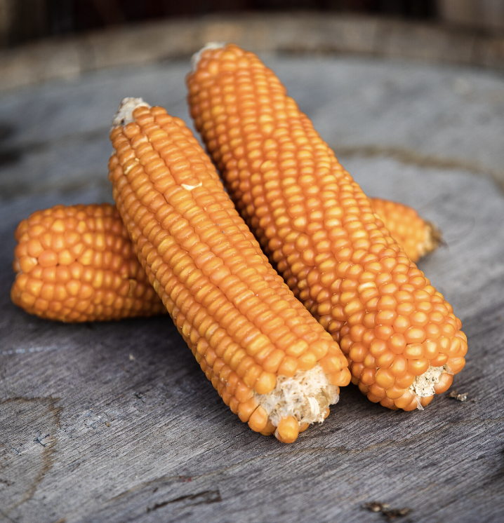 Argentino Cateto Orange Dent, Corn Seed | Urban Farmer