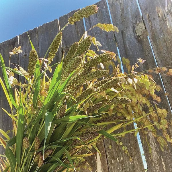 Highlander, Ornamental Grass Seed | Urban Farmer