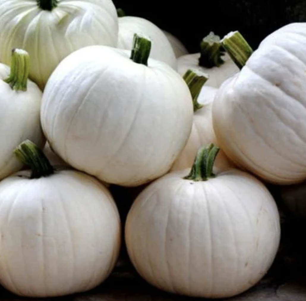 Baby Moon, (F1) Pumpkin Seeds | Urban Farmer