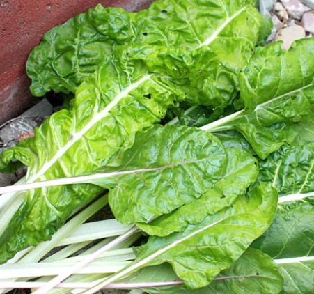 Lucullus, Swiss Chard Seeds | Urban Farmer