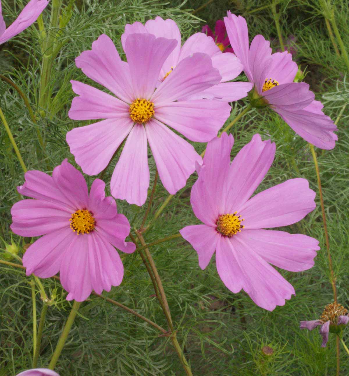 Pinkie, Cosmo Seeds | Urban Farmer