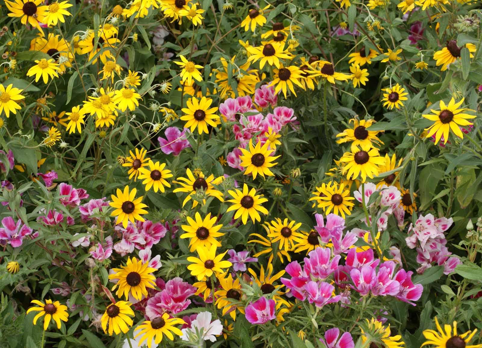 Mountain Native Blend, Wildflower Seed | Urban Farmer