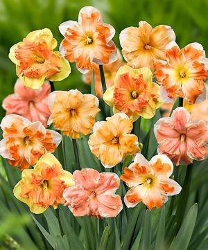 Butterfly Mix, Daffodil Bulbs | Urban Farmer
