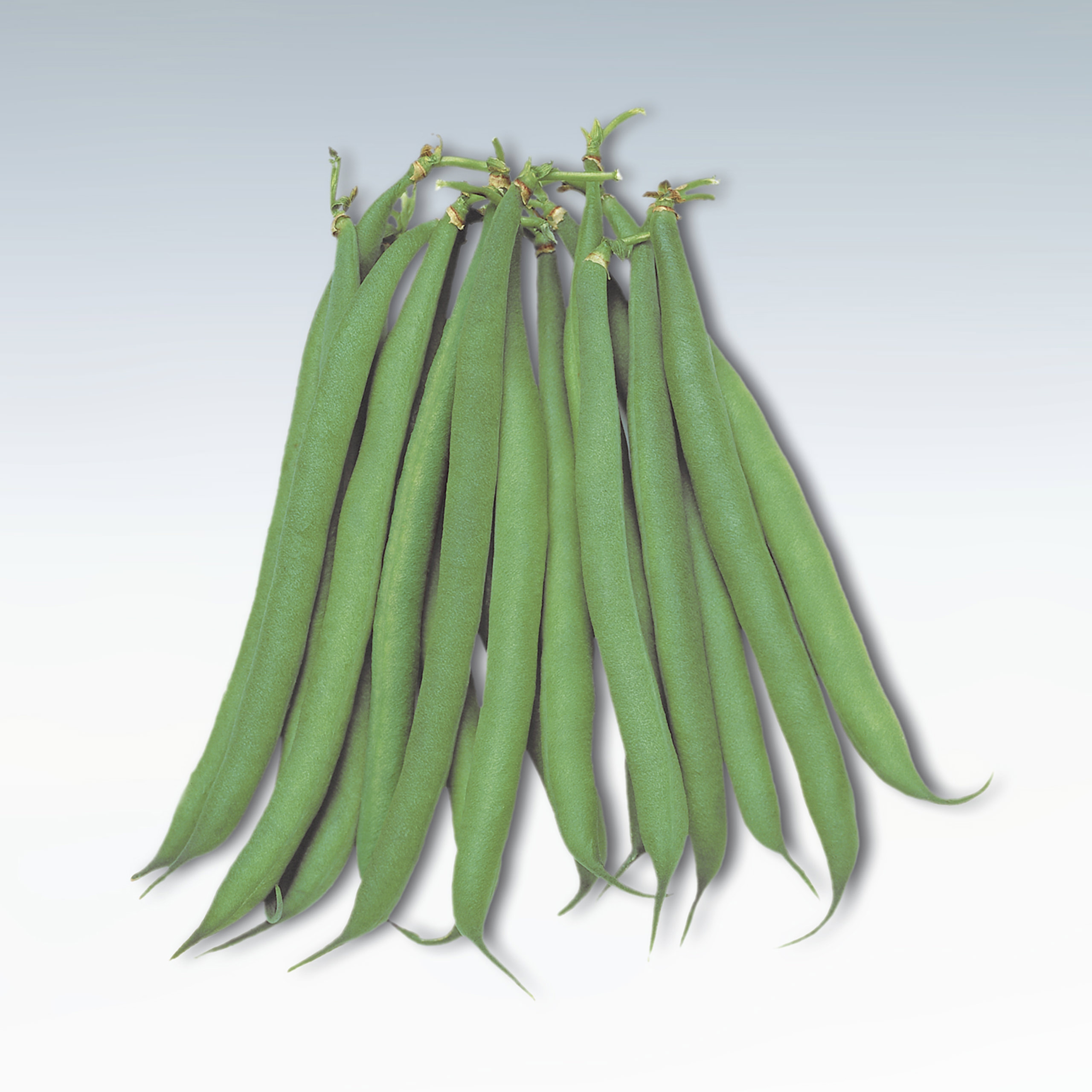 Masai, Bean Seeds | Urban Farmer