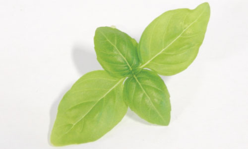 Large Leaf Italian Basil, Microgreen Seeds | Urban Farmer