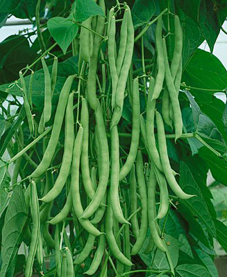 Kentucky Wonder Pole, Bean Seeds | Urban Farmer