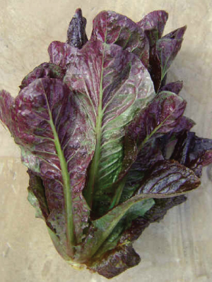 Red Romaine, Lettuce Seeds | Urban Farmer