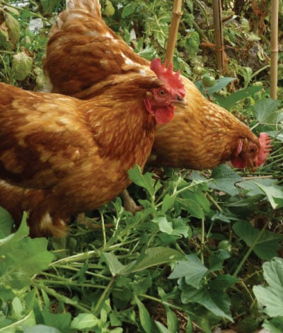 Chicken Forage Blend, Blends | Urban Farmer