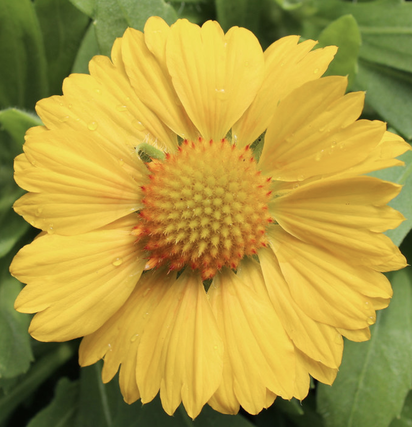 Mesa Yellow, Gaillardia | Urban Farmer