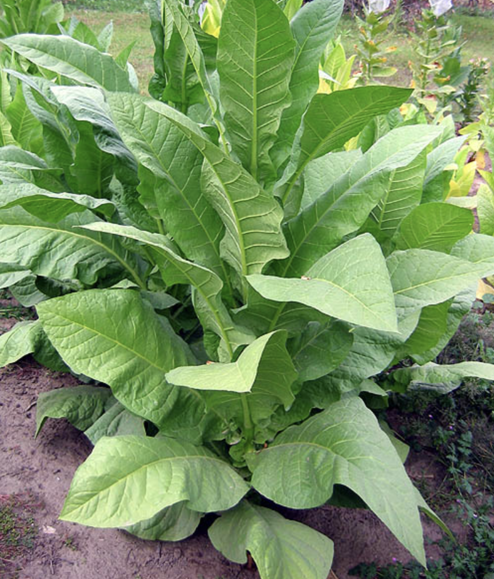 Red Rose, Tobacco Seed | Urban Farmer