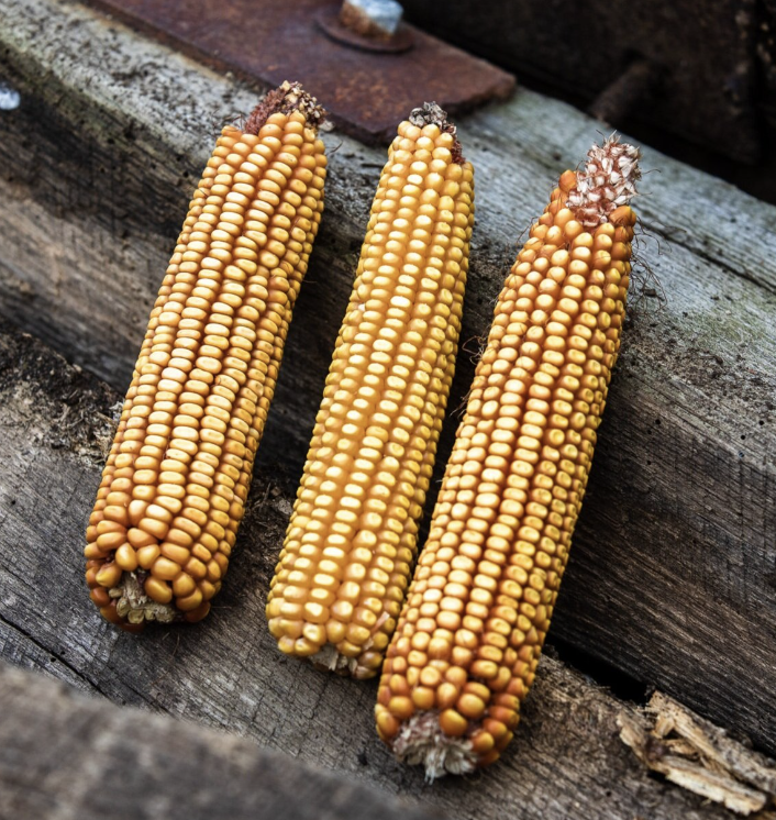 Minnesota 13, Corn Seed | Urban Farmer