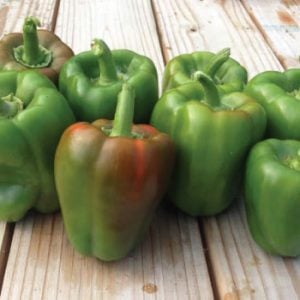 California Wonder, Pepper Seeds | Urban Farmer