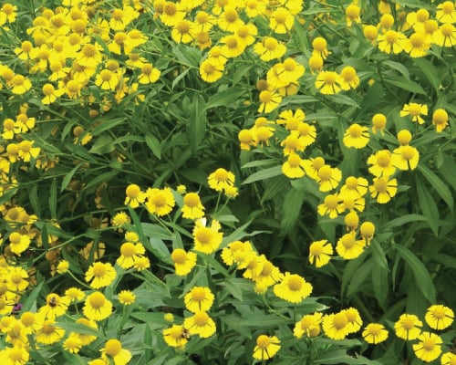Sneezeweed, Helenium Seeds | Urban Farmer