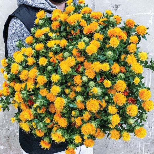 Zanzibar, Carthamus Seeds | Urban Farmer