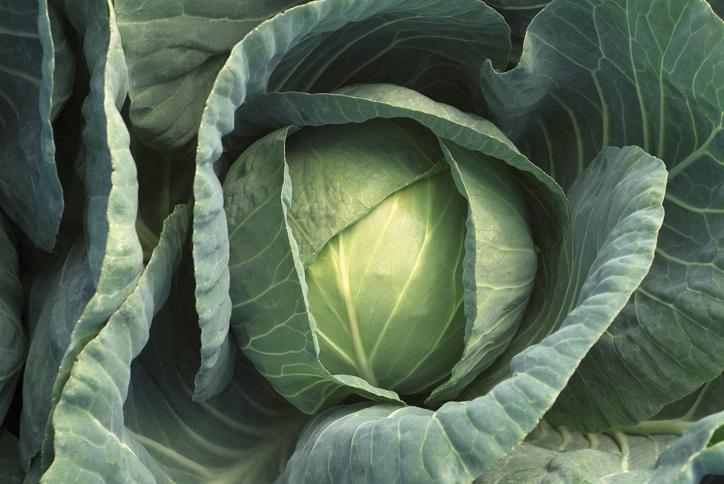 Bobcat, (F1) Cabbage Seeds | Urban Farmer