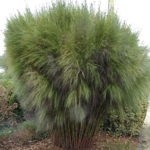 Cape Restio, Rhodocoma | Urban Farmer