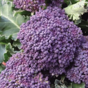 Early Purple Sprouting, Broccoli Seeds | Urban Farmer