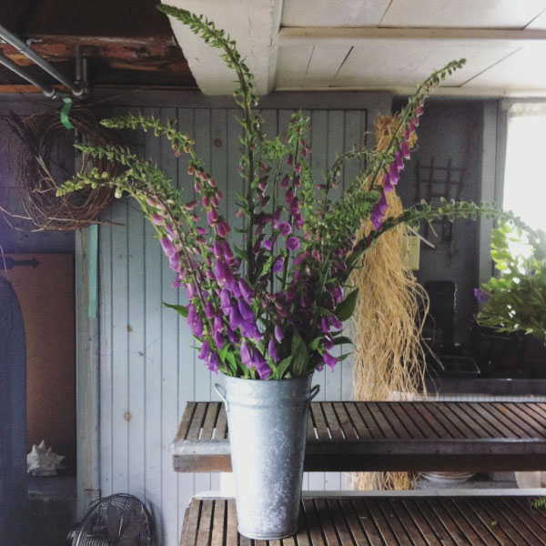 Dalmatian Purple, Digitalis Seeds | Urban Farmer