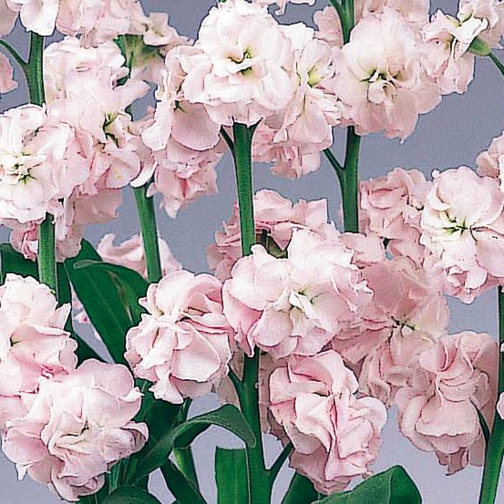 Light Pink Stock Flower