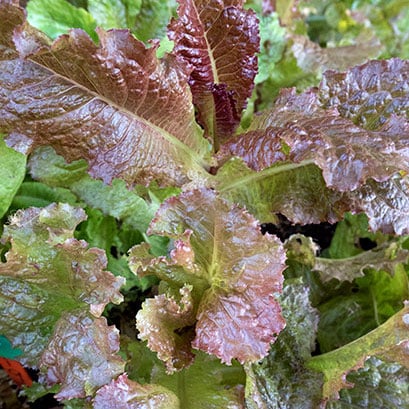 Red Velvet, Lettuce Seeds | Urban Farmer