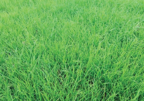 Annual Ryegrass, Grasses | Urban Farmer