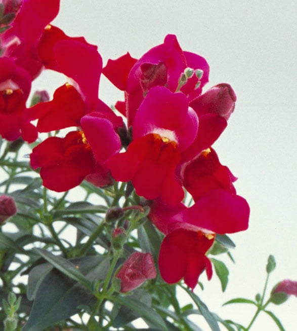 Purple Floral Showers, (F1) Snapdragon Seeds | Urban Farmer