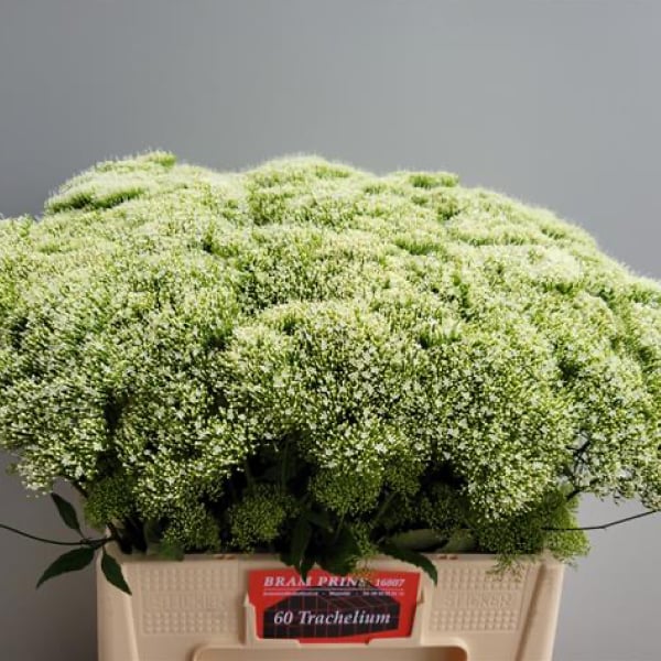 Lake Michigan White, (F1) Trachelium Seed | Urban Farmer