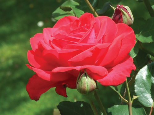 Red Bush, Rose Seeds | Urban Farmer