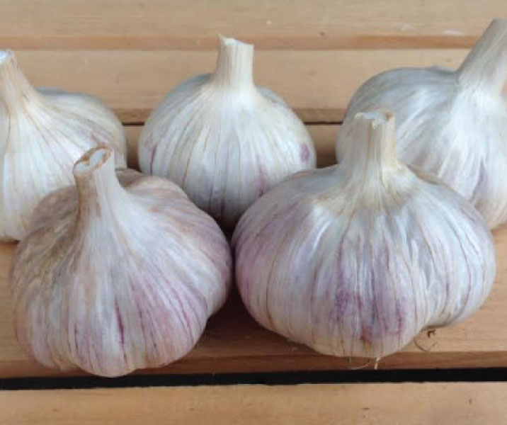 German Red, Garlic Bulbs | Urban Farmer