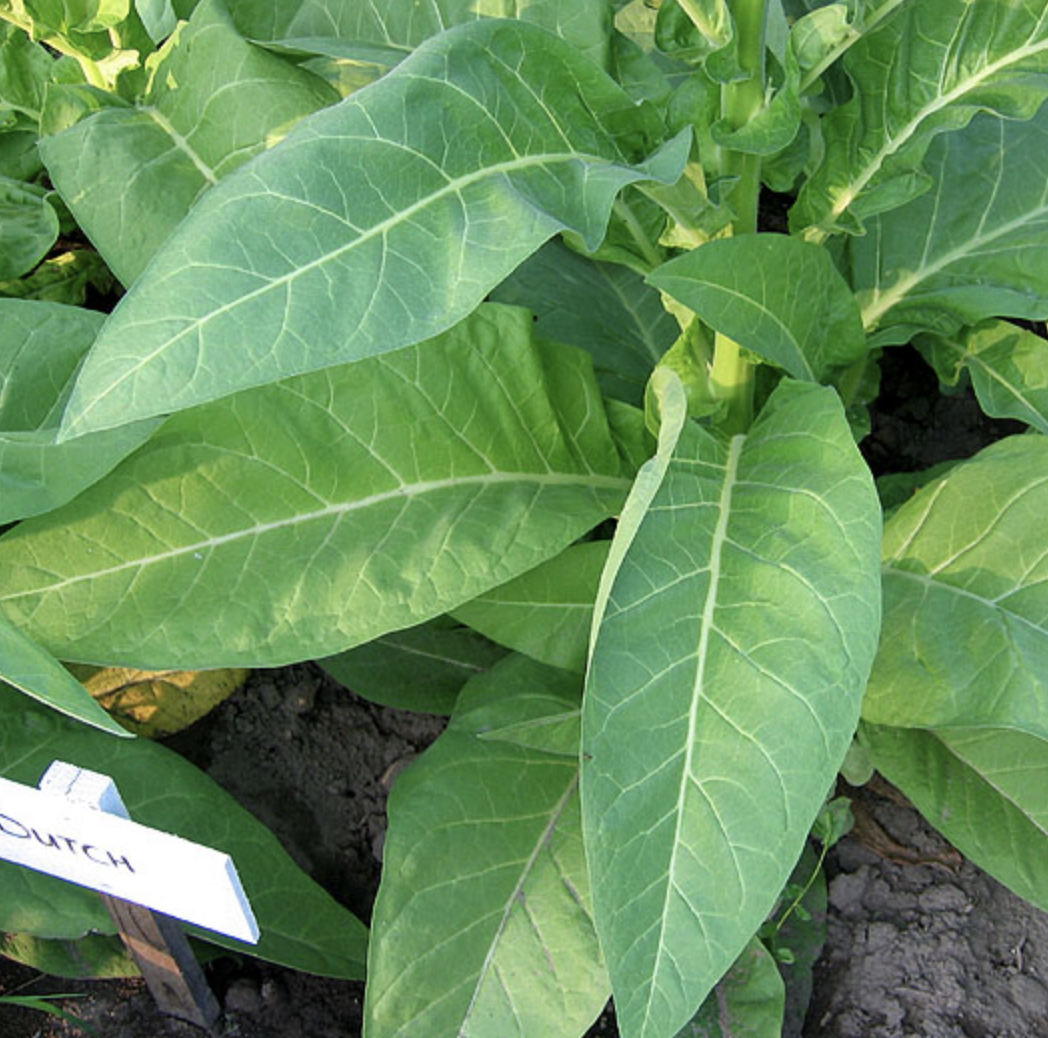 Ohio Dutch, Tobacco Seed | Urban Farmer